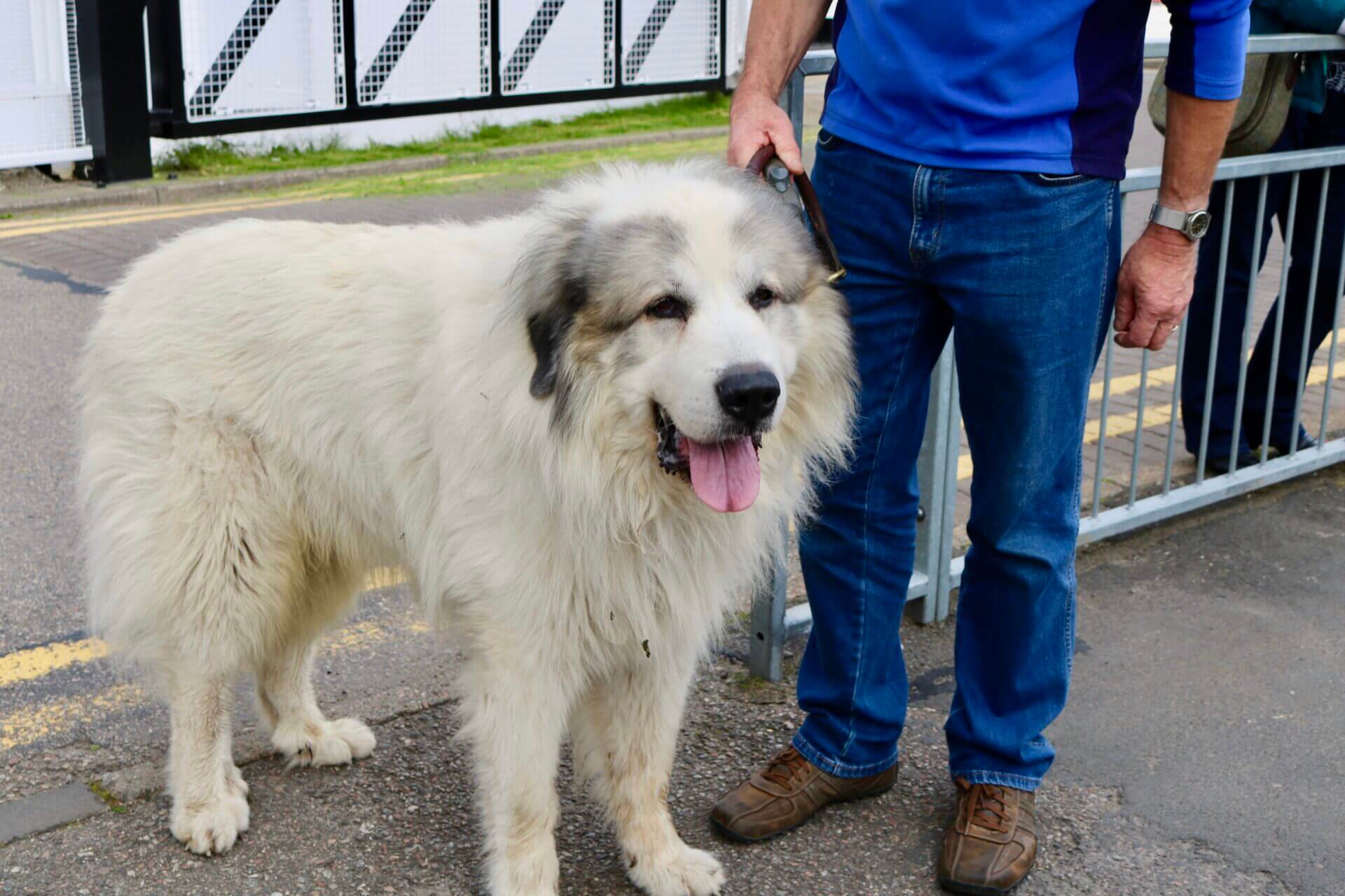 DOGS of the ENGLISH COUNTRYSIDE | Susan Branch Blog