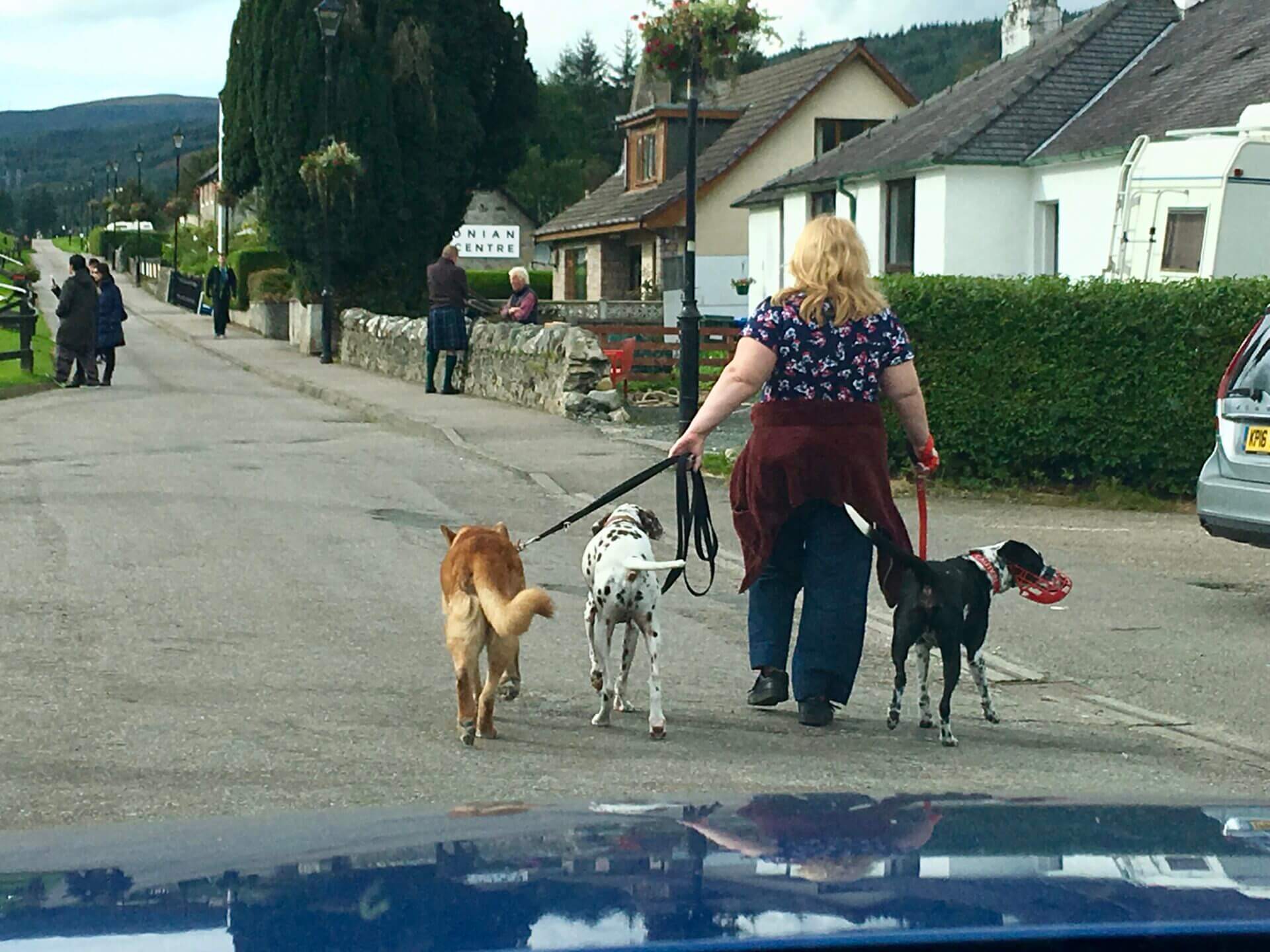 DOGS of the ENGLISH COUNTRYSIDE | Susan Branch Blog