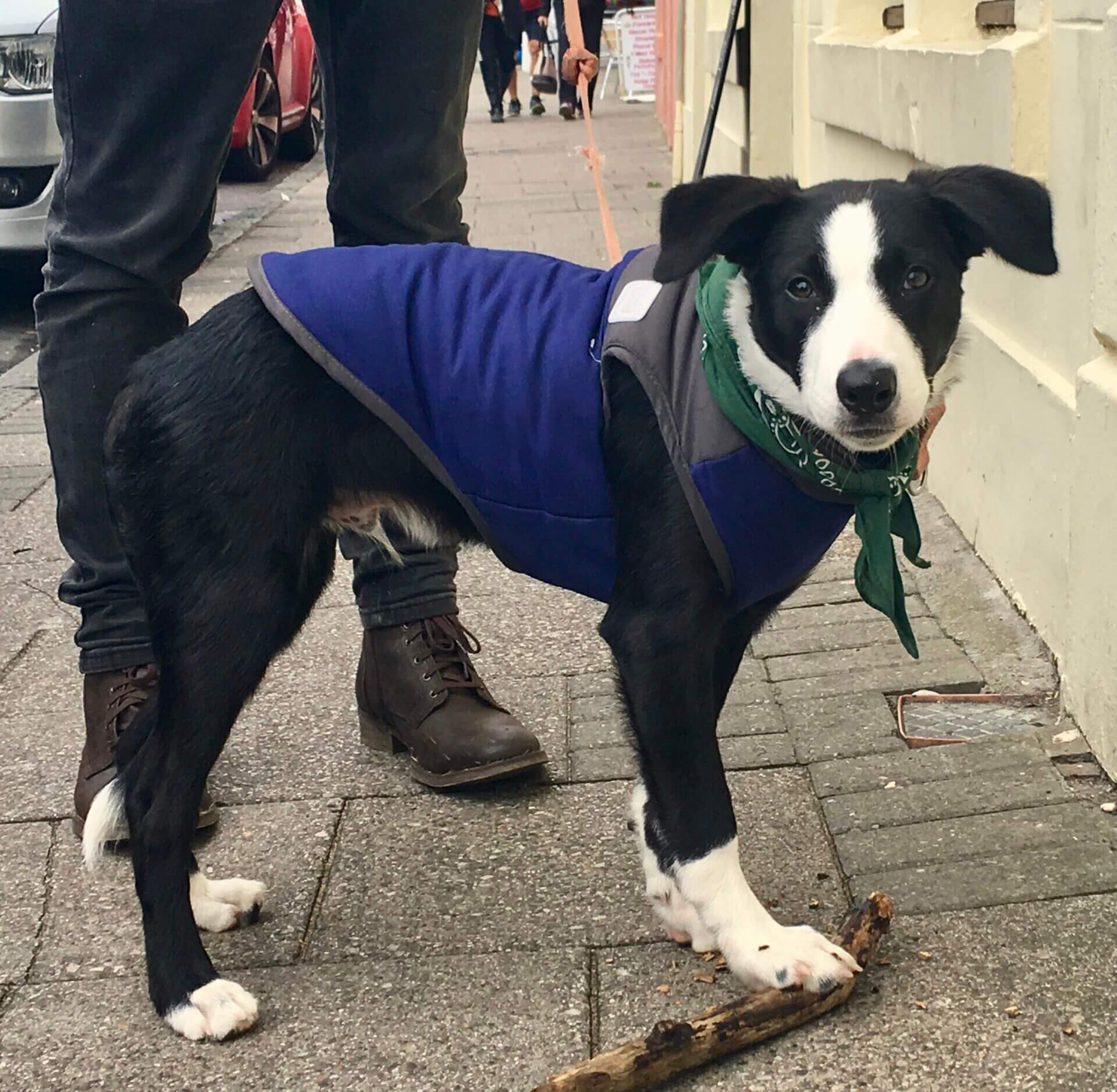 DOGS of the ENGLISH COUNTRYSIDE | Susan Branch Blog