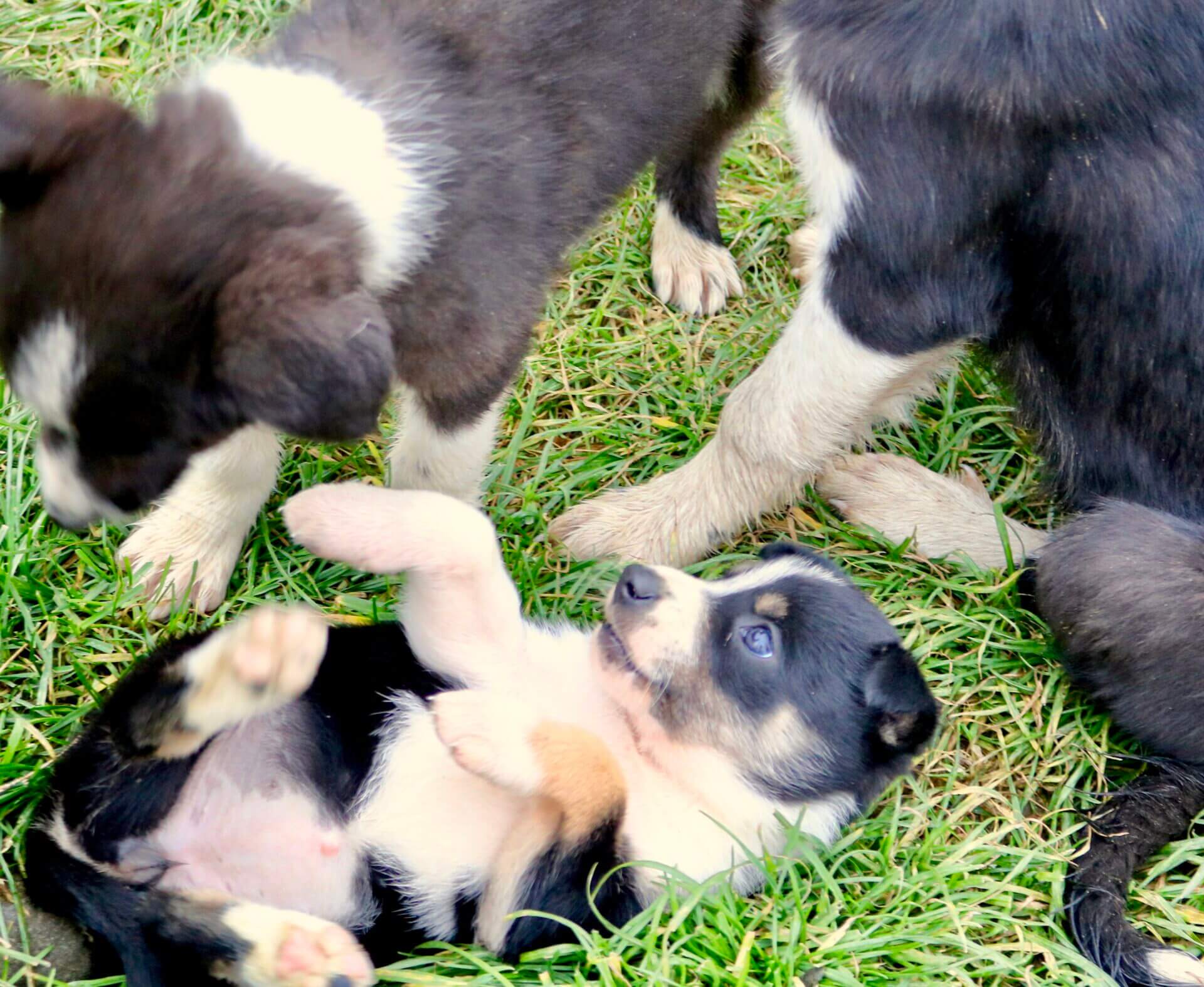 DOGS of the ENGLISH COUNTRYSIDE | Susan Branch Blog