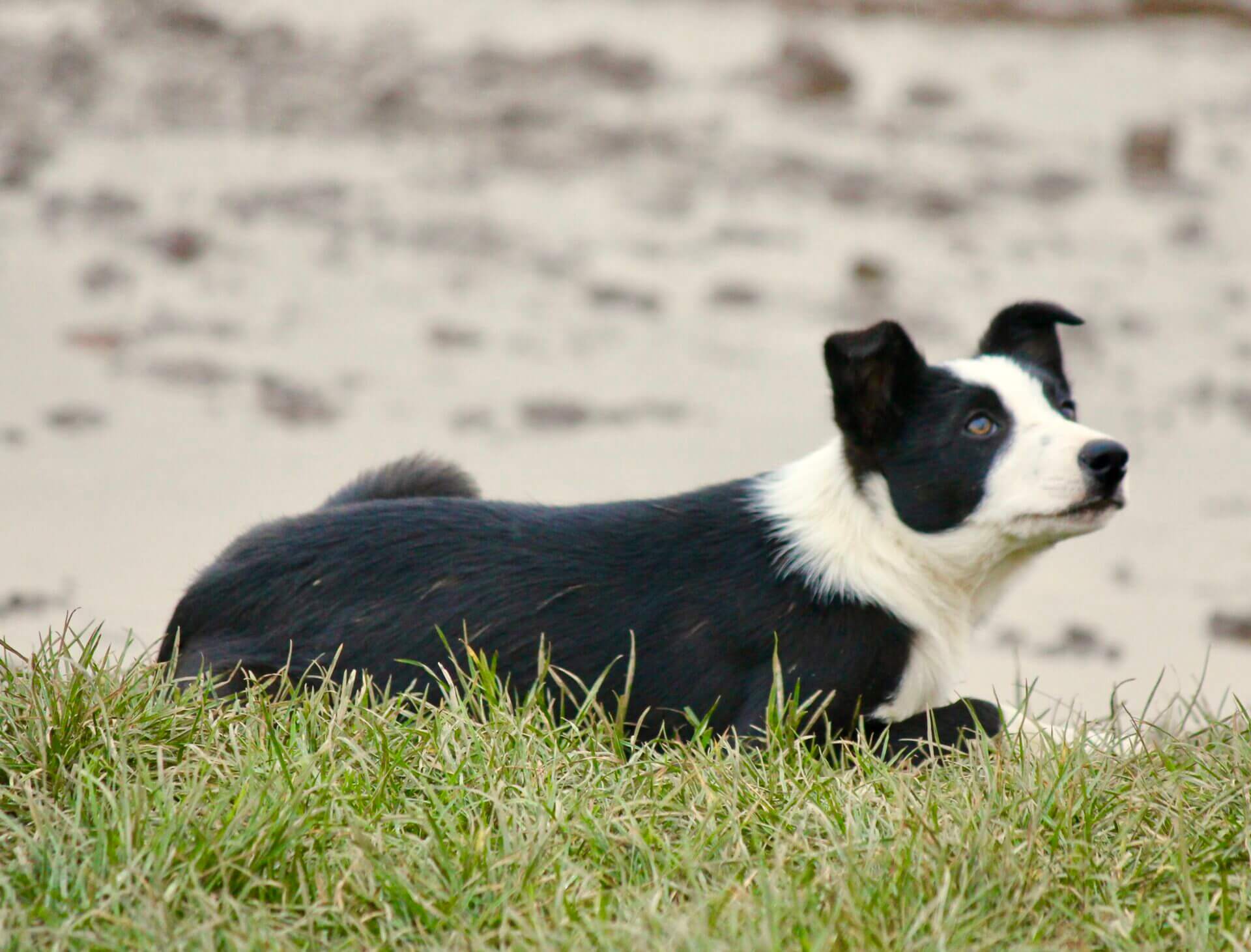 DOGS of the ENGLISH COUNTRYSIDE | Susan Branch Blog