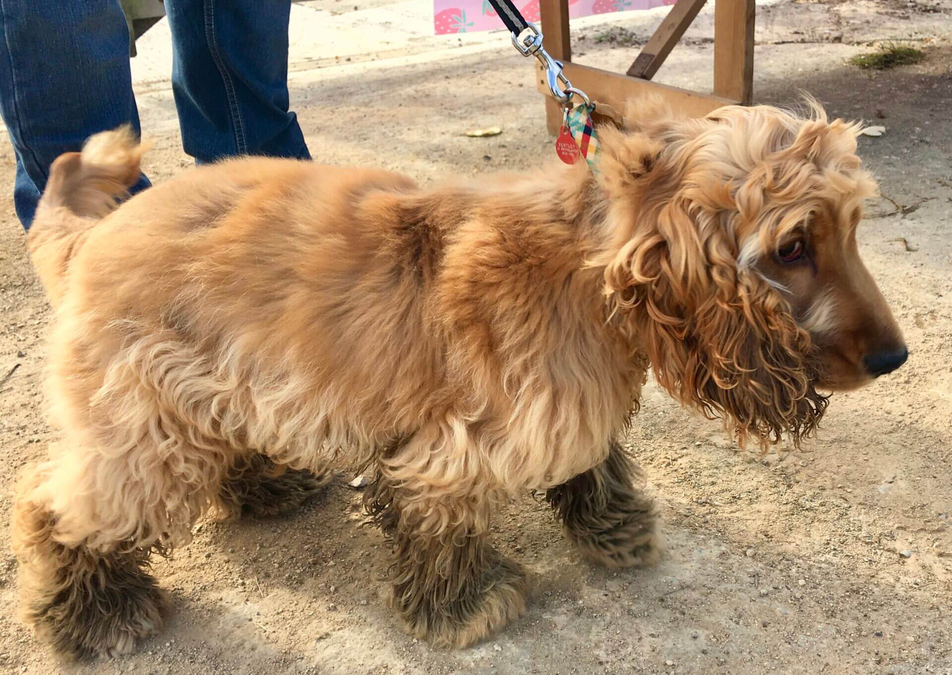 DOGS of the ENGLISH COUNTRYSIDE | Susan Branch Blog