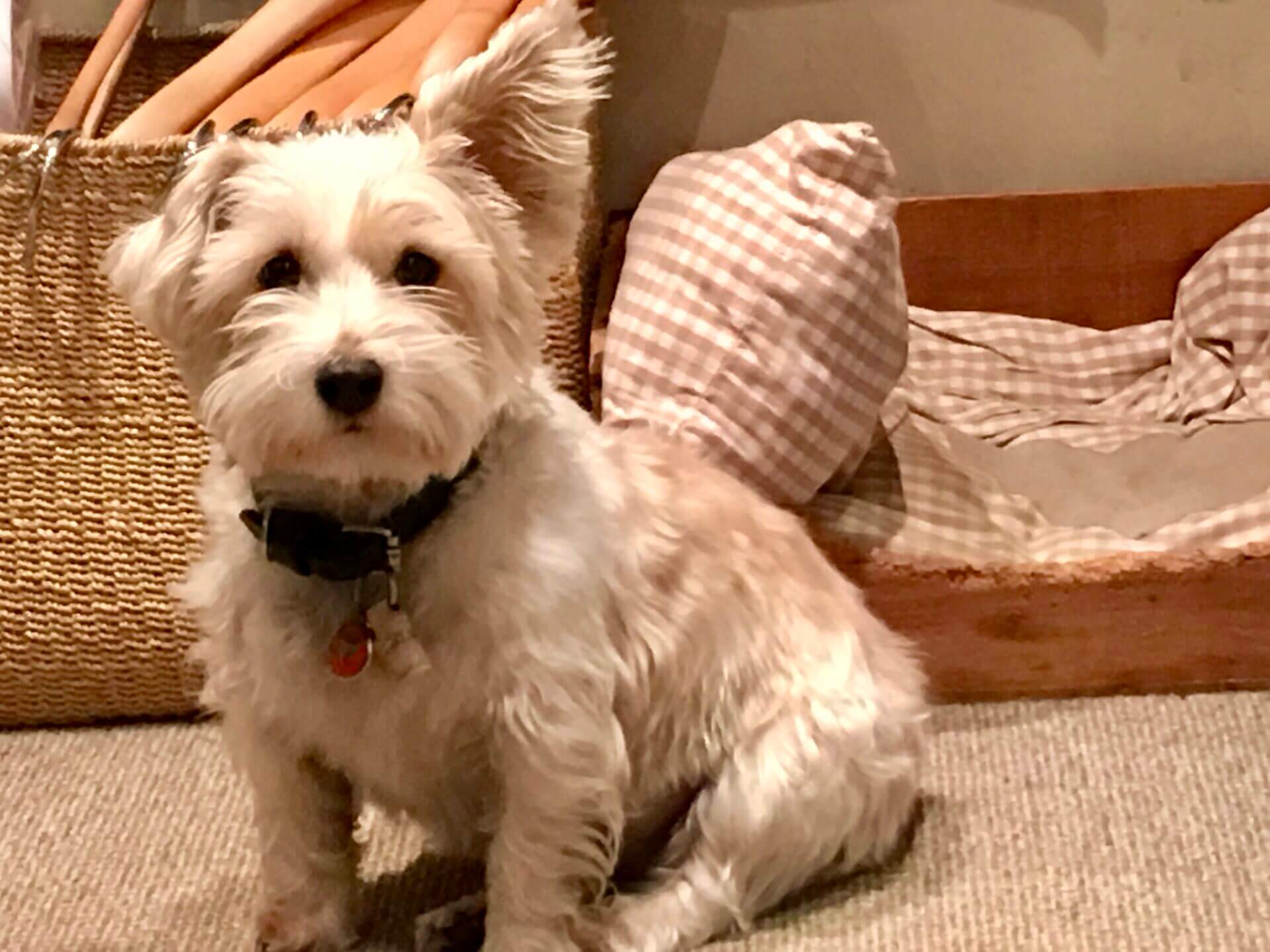 DOGS of the ENGLISH COUNTRYSIDE | Susan Branch Blog