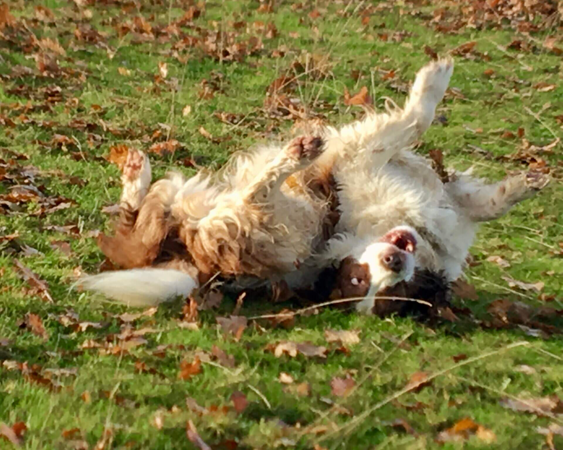 DOGS of the ENGLISH COUNTRYSIDE | Susan Branch Blog