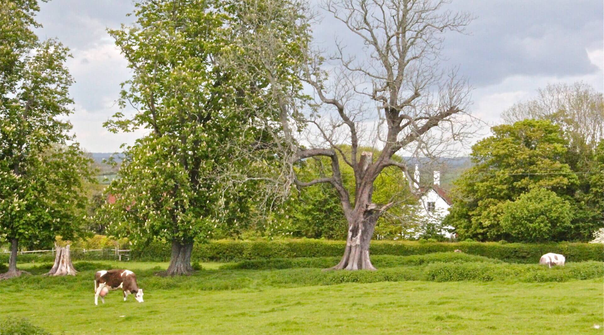 DOGS of the ENGLISH COUNTRYSIDE | Susan Branch Blog