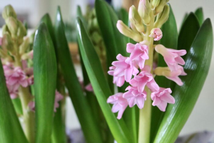 Susan Branch Blog | Susan Branch Blog | Page 3